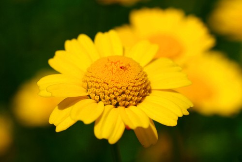 Observar: Malmequer amarelo - alinhamentos