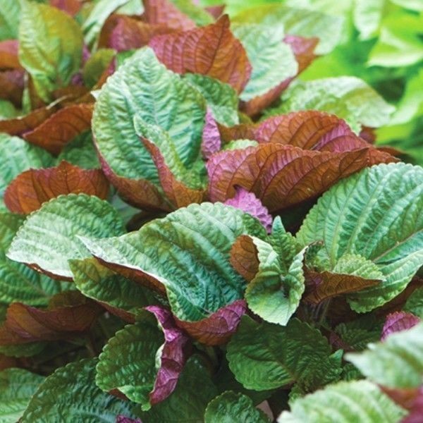 Perilla- shiso bi-color [sementes] - Algarsementes