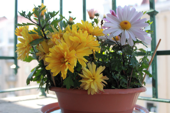 Mal-me-queres na sacada - Bic Laranja